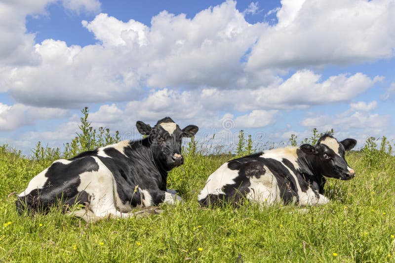 Two Cows Lazy Lying Down in the Grass, Cozy Relaxed Next To Each Other ...