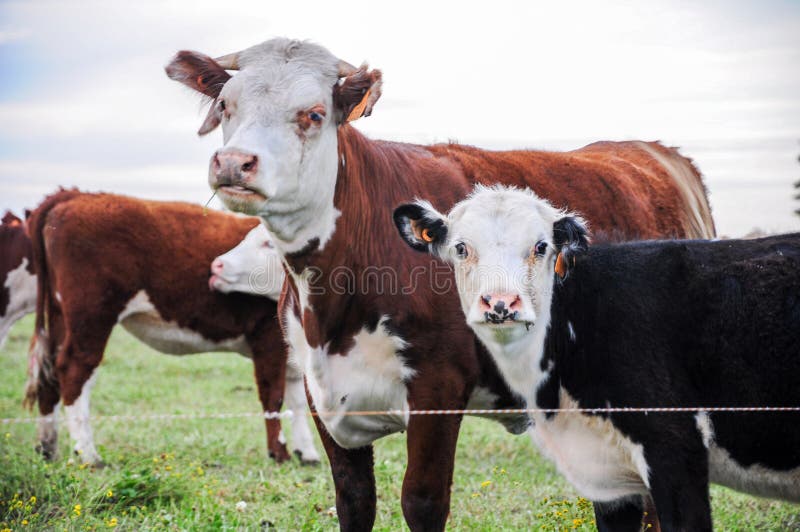 Three farm cows in a line stock photo. Image of dairy - 3307854