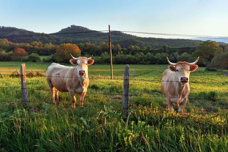 Two Cows Looking Behind Fence Stock Image - Image of horns, bovine ...