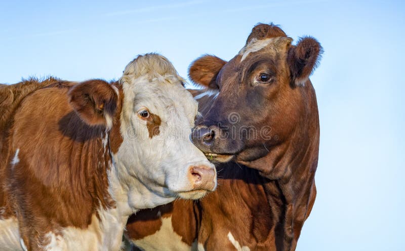 Intimate Cow Love Stock Photos - Free & Royalty-Free Stock Photos from ...