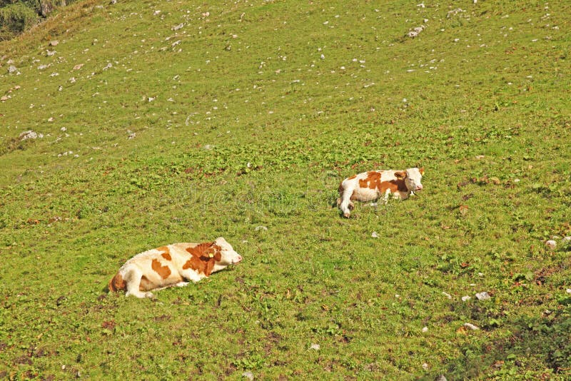 Two Cows Lying on the Grass Top View Stock Image - Image of field, milk ...