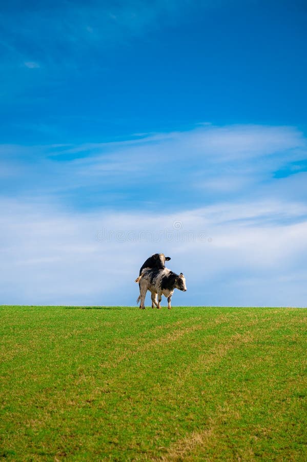 Two cows mating stock photo. Image of procreation, animal - 16370132