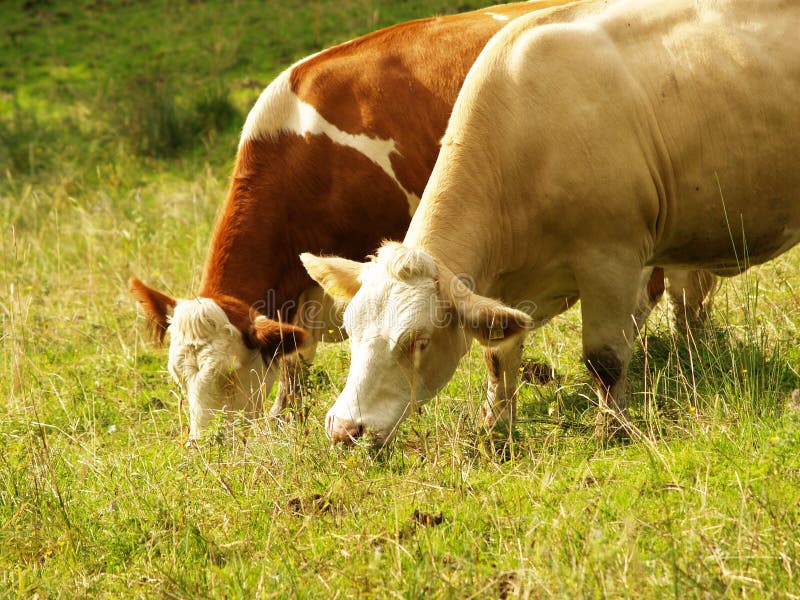 Two cows stock image. Image of copy, germany, closeup - 31689785
