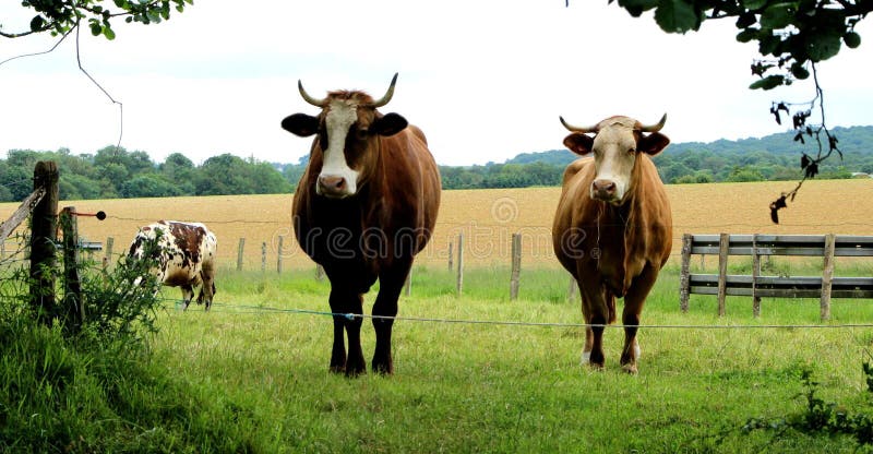 Two cows in a meadow stock photo. Image of bull, farm - 322196078