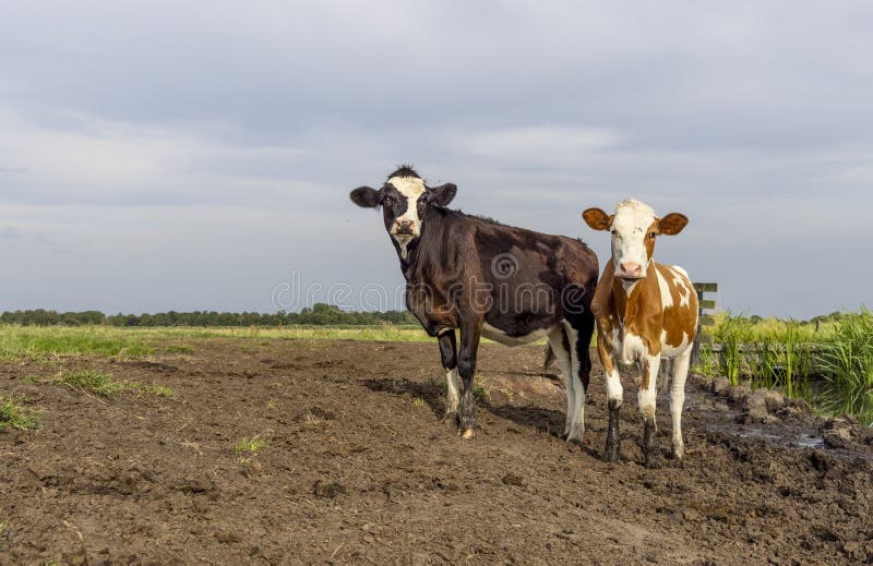 Two Cows in Mud Dirt, Standing Full Length, Upright Side by Side, Multi ...