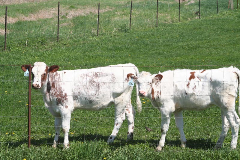 Two cows in a pasture stock photo. Image of grass, mammal - 753936