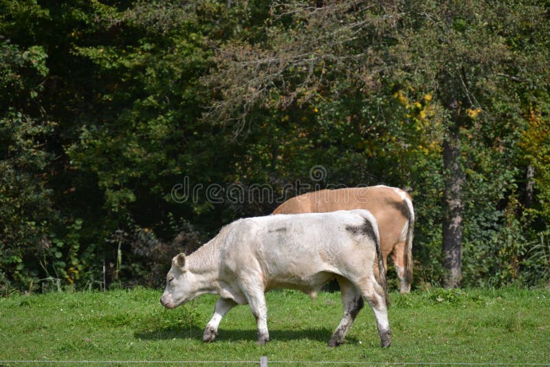 Two Cows in the Pasture Looking for Food Stock Image - Image of ...