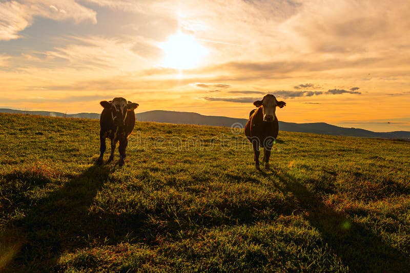 Two Cows on Pasture in the Setting Sun Stock Photo - Image of field ...