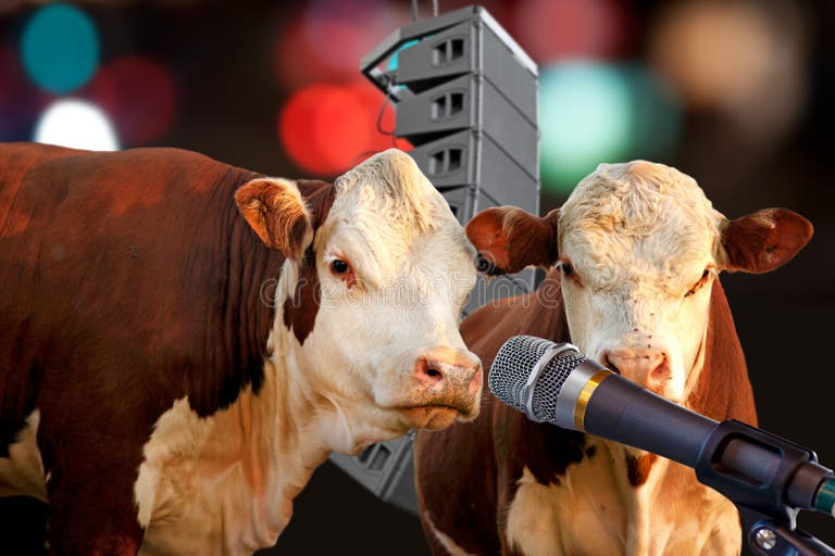 Two cows performing stock image. Image of rock, band - 33305491