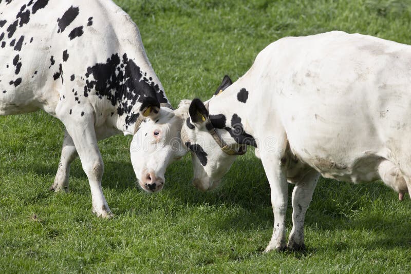 Two cows playing stock image. Image of netherlands, mammal - 258861387
