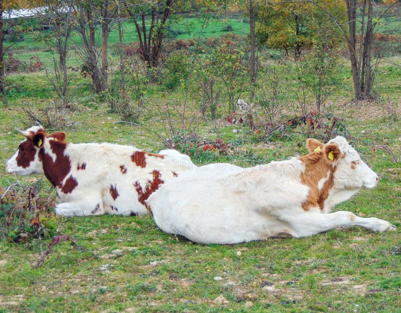 Two Cows are Sitting on the Ground. in Romania Stock Image - Image of ...