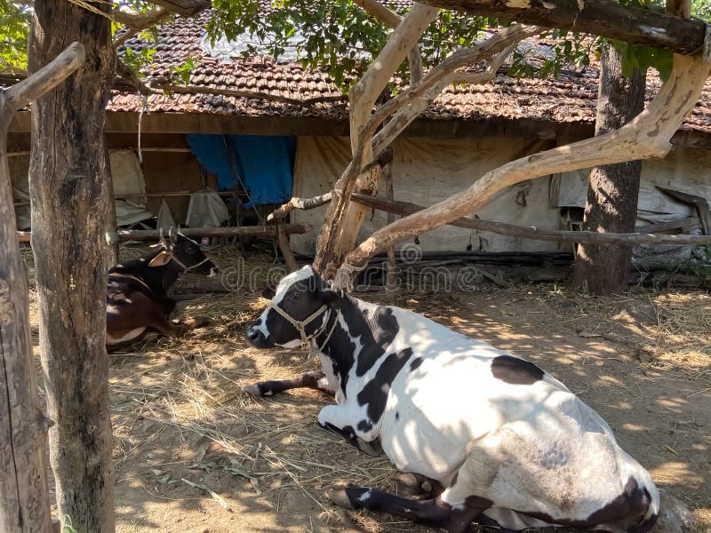 Two Cows Sitting Under the Tree Stock Photo - Image of village, house ...