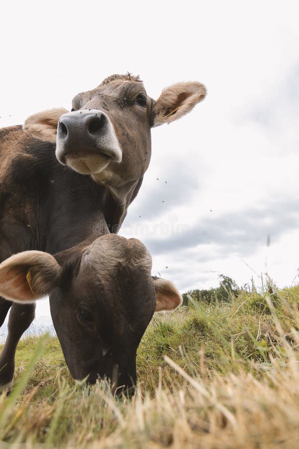 Cows is Stand at Green Field Stock Photo - Image of tranquil, pastoral ...