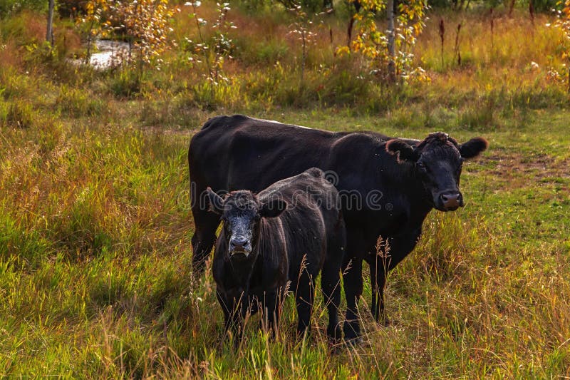 Two Cows Standing in a Fall Field Stock Image - Image of wild, prairie ...