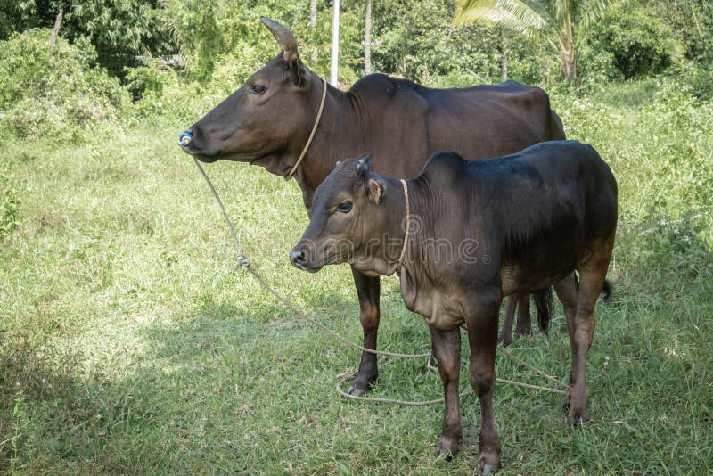 Two Cows Standing in the Green Field Stock Image - Image of herd, black ...
