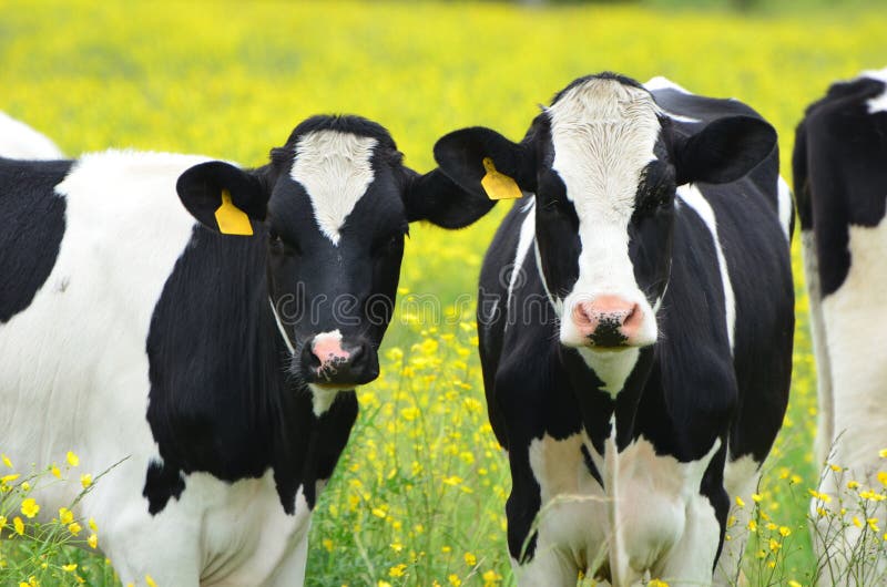 Two Cows Standing in a Yellow Pasture Stock Photo - Image of camera ...