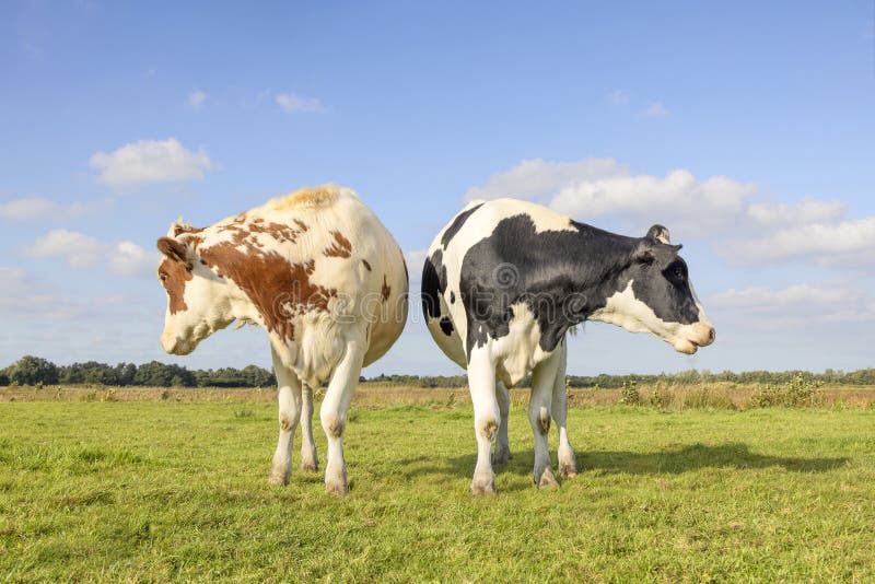 Two Cows Symmetrical Looking Backwards with Turned Head, Black and Red ...
