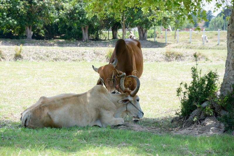 Two Cows Tease Snuggle Together in the Shade To Avoid Heat of Th Stock ...