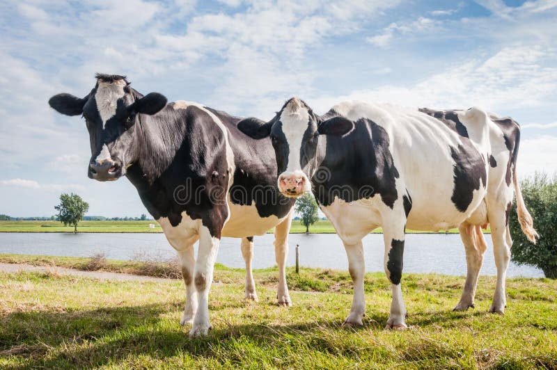 Two Cows Together Standing on Grass at the Riverside Stock Image ...