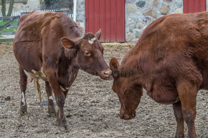 Two cows stock image. Image of dairy, mammal, farmland - 100201475