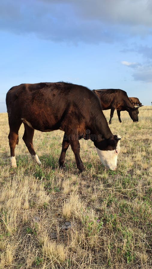 Two cows vertical stock image. Image of cows, herd, vertical - 227655629