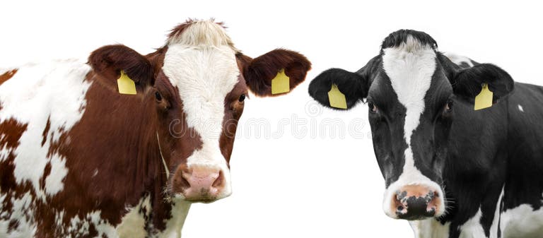 129 Cute Fat Cows Stock Photos - Free & Royalty-Free Stock Photos from ...