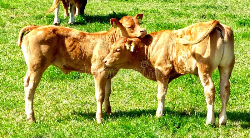 Two cows on the willow stock image. Image of wild, field - 260052469