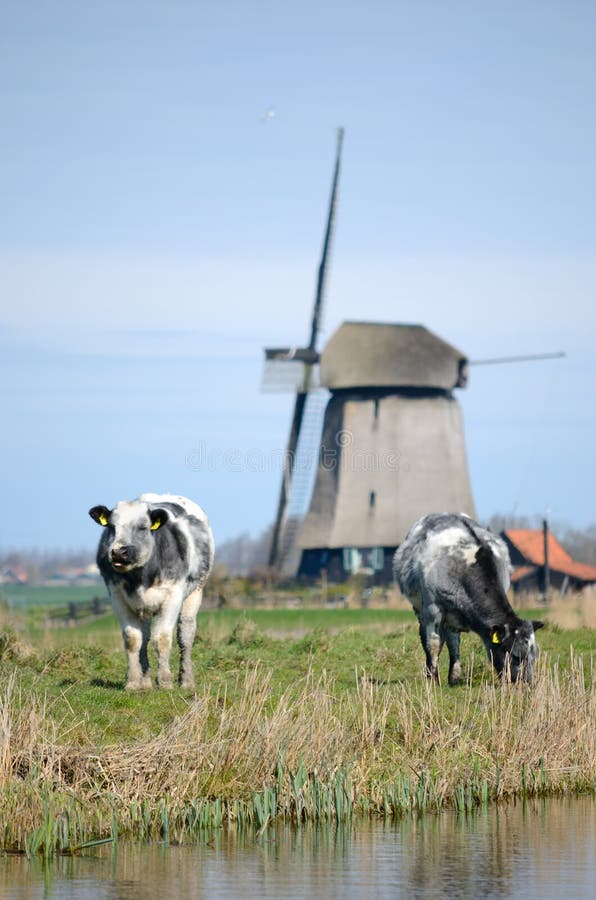 Two cows and a windmill stock photo. Image of mammals - 30743386