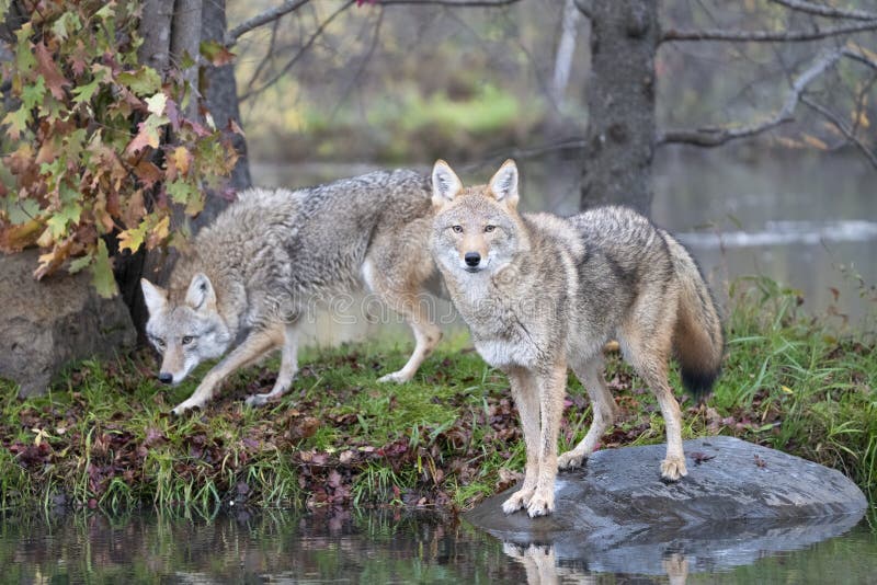 Two Coyotes Walking by the Water`s Edge Stock Photo - Image of hunted ...