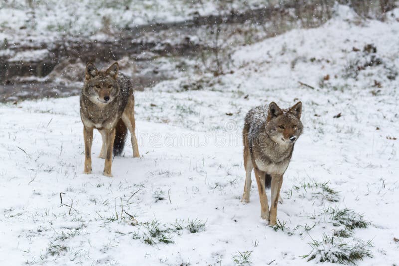Two Coyotes in a Winter Landscape Stock Image - Image of coyotes, nose ...