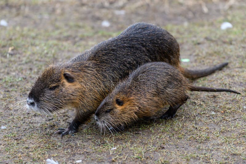Coypu Nutria in Prague City Stock Photo - Image of fresh, nutria: 173513212