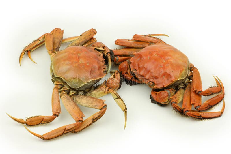 Two Crab stock image. Image of wildlife, cook, brightly - 15927437