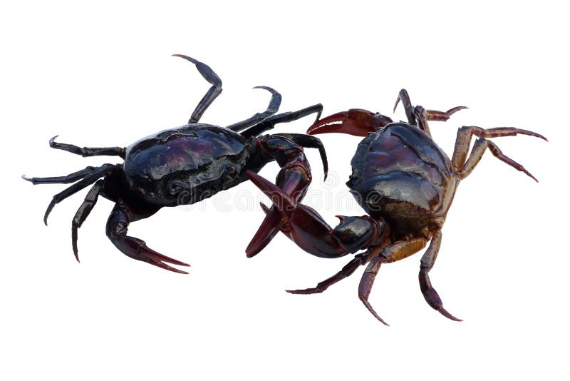 Two Crab Fighting (field Crab) Isolated on White Stock Photo - Image of ...