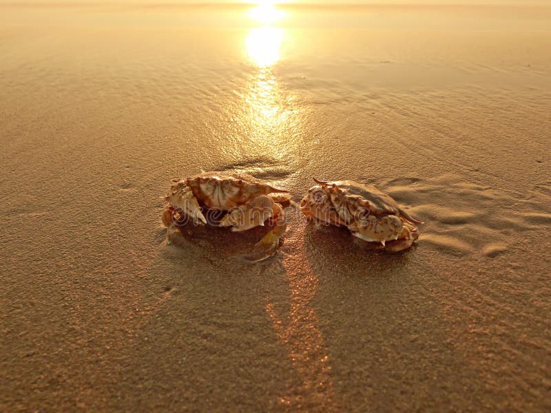 Two crabs stock image. Image of water, shore, beach, animals - 37803017