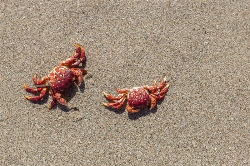 Two Crabs on the Sand. Vacation Concept Stock Photo - Image of crabs ...
