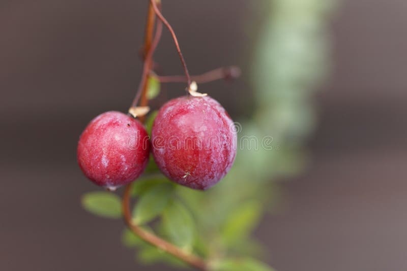 Two Cranberries on a Branch Stock Photo - Image of eating, fruit: 132003486