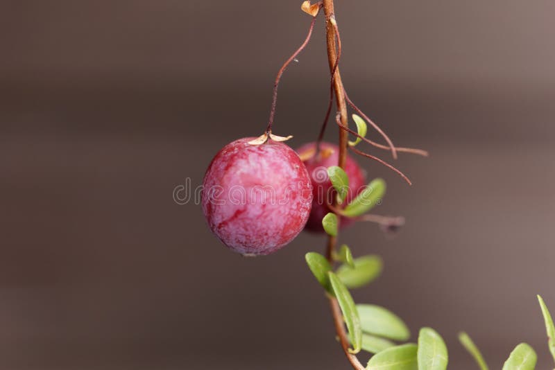 Two Cranberries on a Branch Stock Photo - Image of autumn, decorative ...