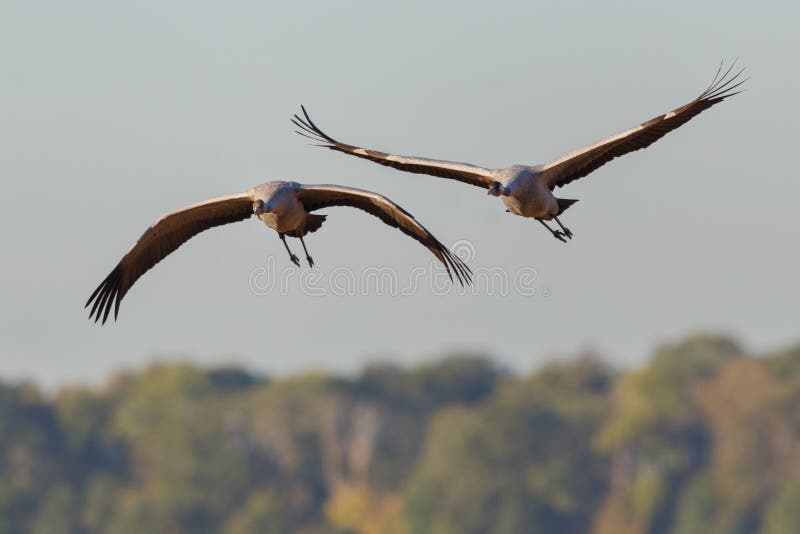 Two Common Cranes (grus Grus) in Flight with Spread Wings Stock Image ...