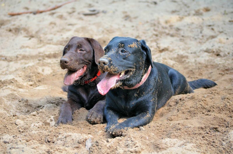 Two crazy labradors stock image. Image of expression - 44075315