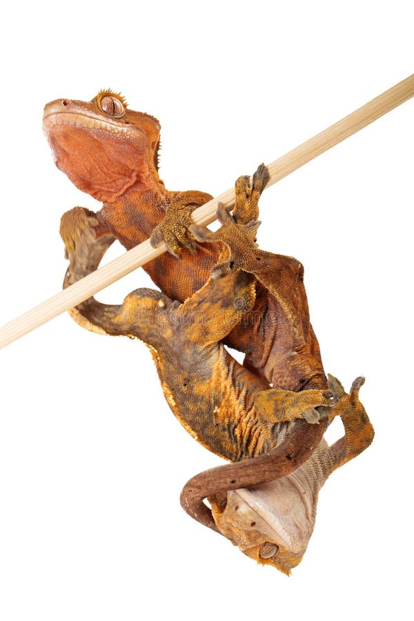 Geckos Hanging Stock Photos - Free & Royalty-Free Stock Photos from ...