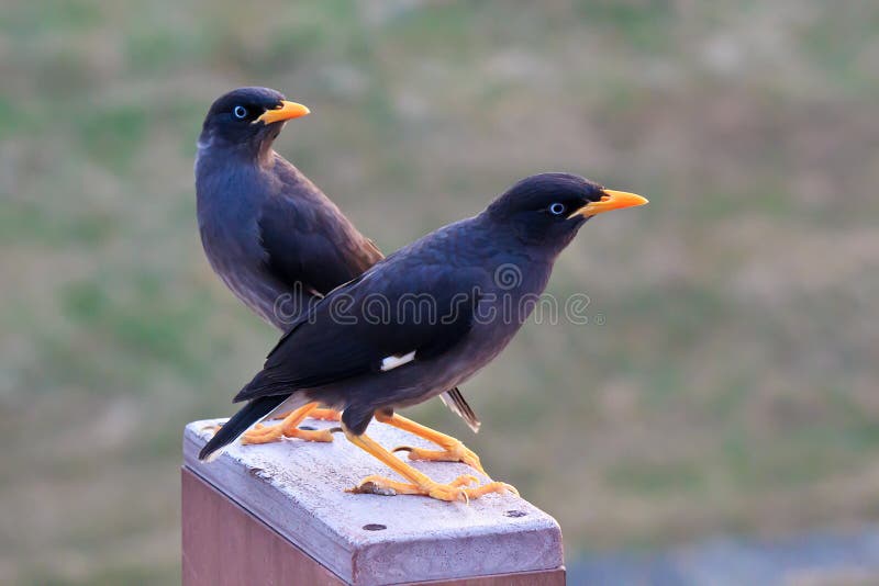 The two Crested Myna birds stock image. Image of colorful - 27758991