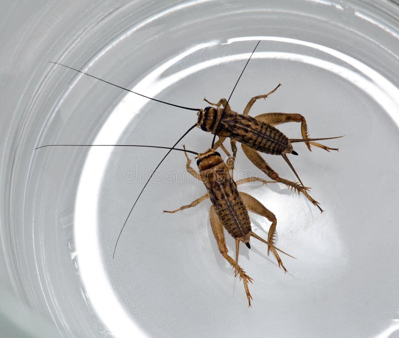 Two crickets stock image. Image of small, close, isolated - 17333129