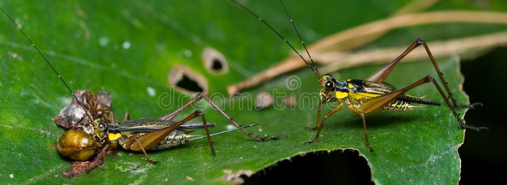 Two crickets stock photo. Image of close, outdoor, wilderness - 7096130