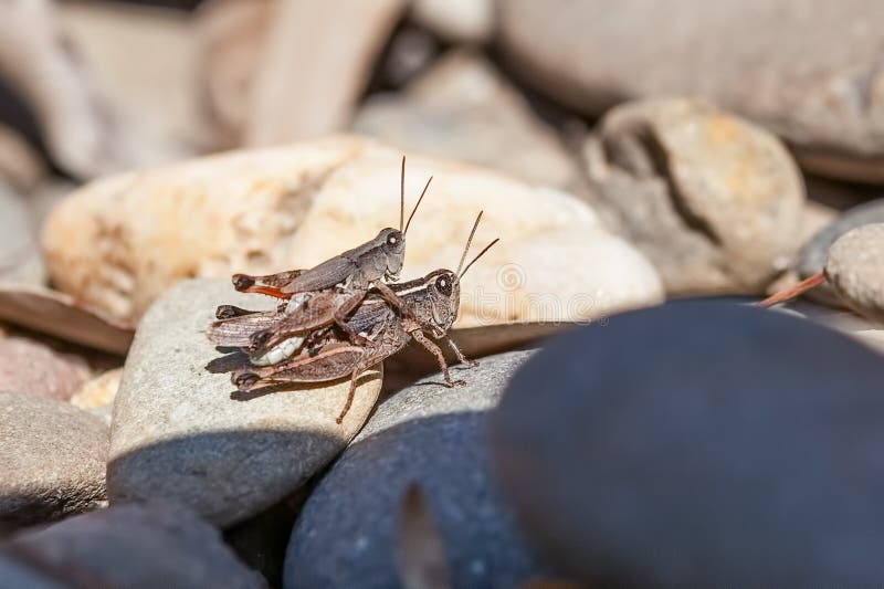 Two Crickets Mating on Pebbles. Closeup Macro Shot. Stock Photo - Image ...