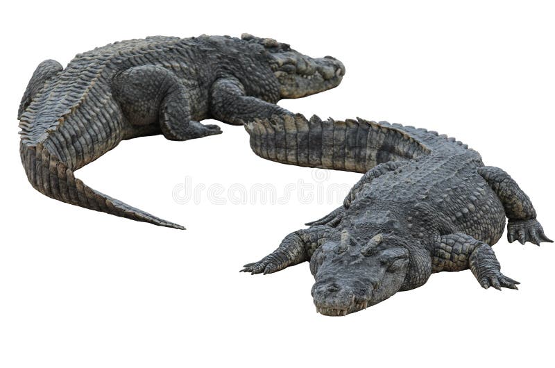 Two Crocodile Isolated on a White Background Stock Image - Image of ...