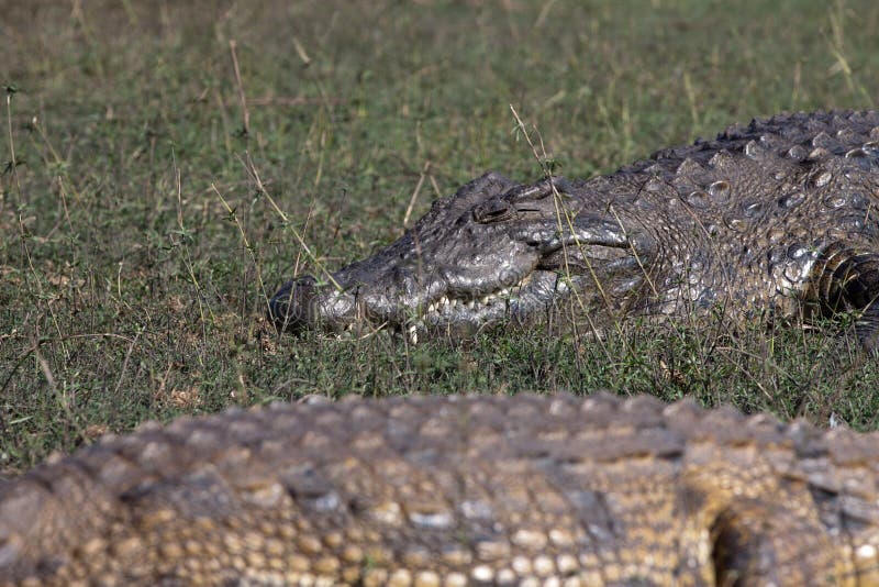 Two crocodiles stock image. Image of bostwana, african - 20809245