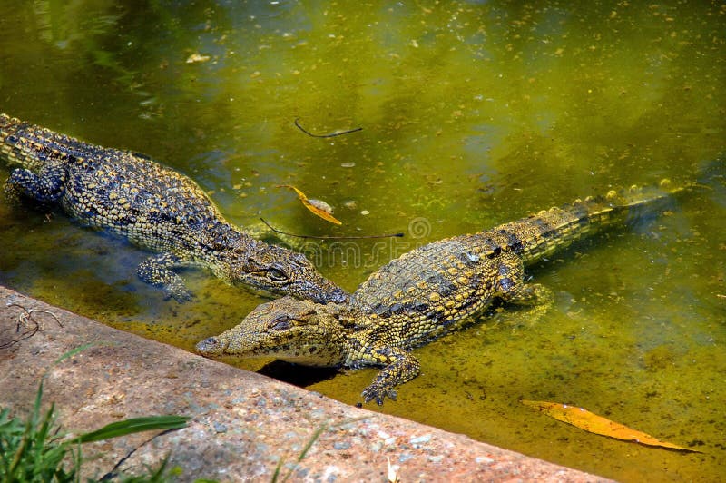 Two crocodiles stock photo. Image of grass, crocodiles - 26492800