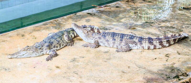 Two crocodiles stock image. Image of aquatic, isolated - 31760347