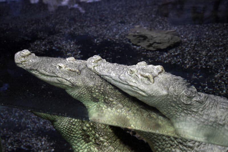 Two Crocodiles Lying in Water Stock Image - Image of crocodile, aquatic ...