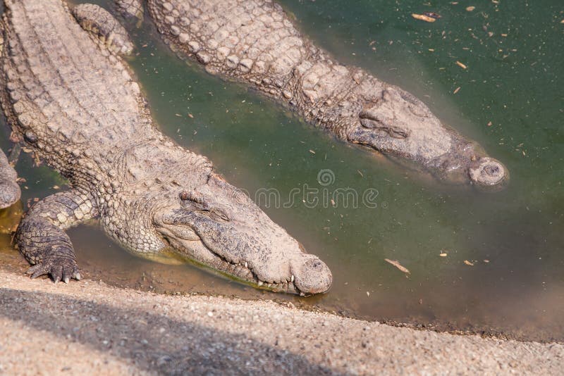 Two Crocodiles at Pond stock photo. Image of lanka, strength - 76984120